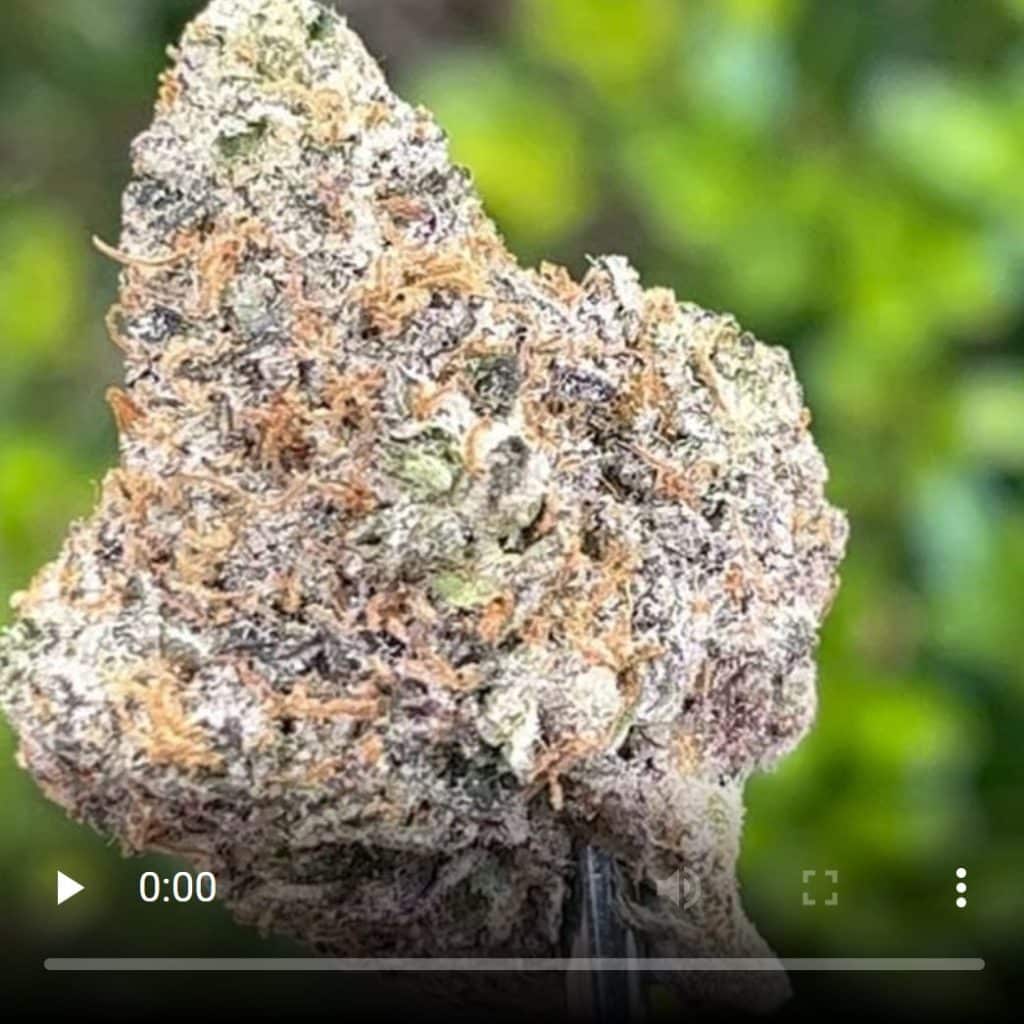 Strain Review: Ropeium by Champelli - The Buzz Guide