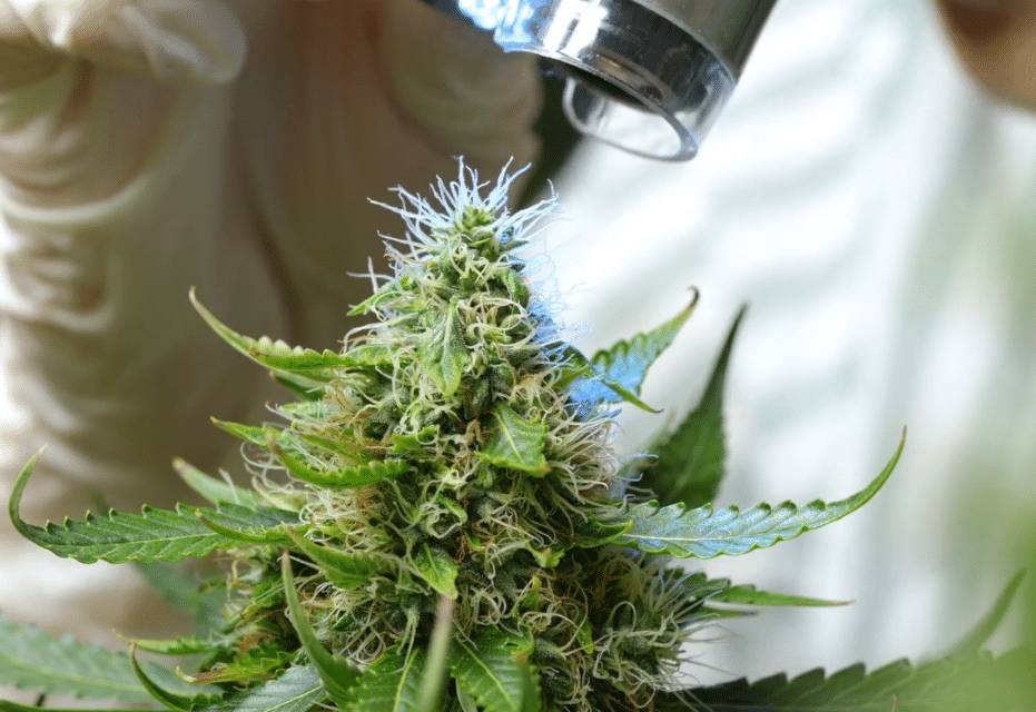 The Endocannabinoid System: Medical Marijuana for Pain and Mood Disorders - The Buzz Guide